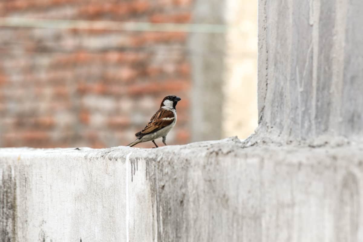 Wild Birds In Town